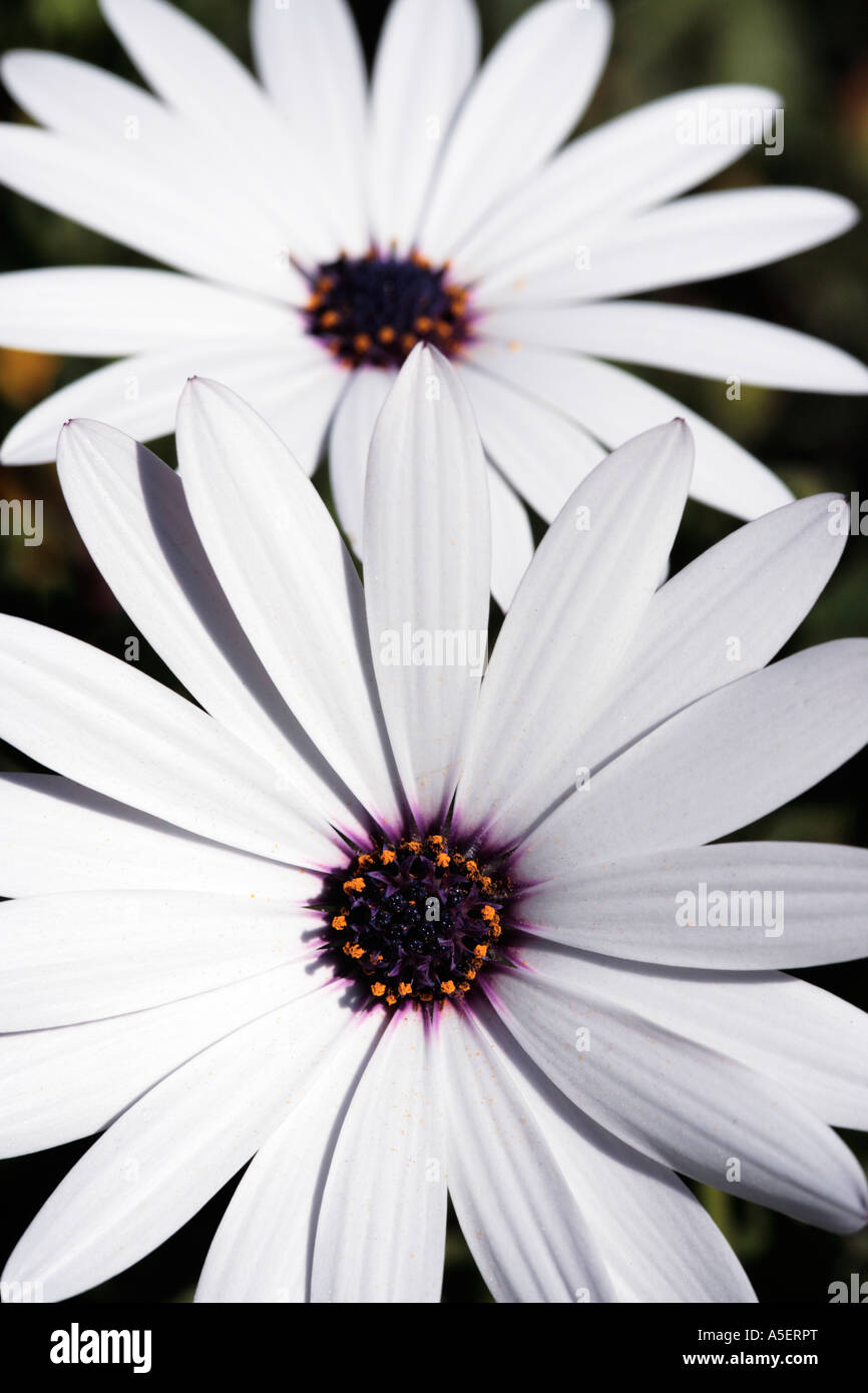 Pair of White Daisy Flowers Stock Photo - Alamy