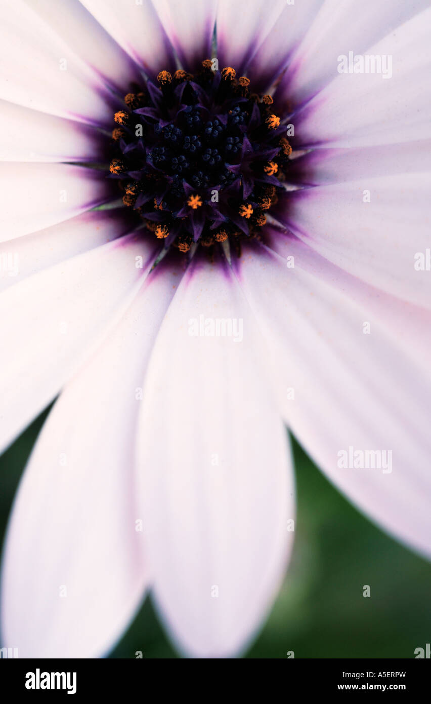 Close up of white daisy flower Stock Photo - Alamy