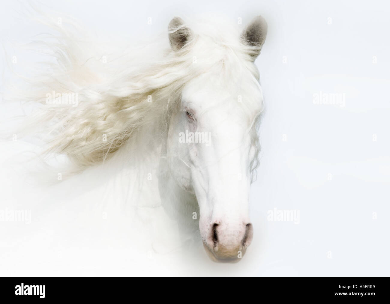 Artistic treatment low key light on American White Draft Horse stallion ...