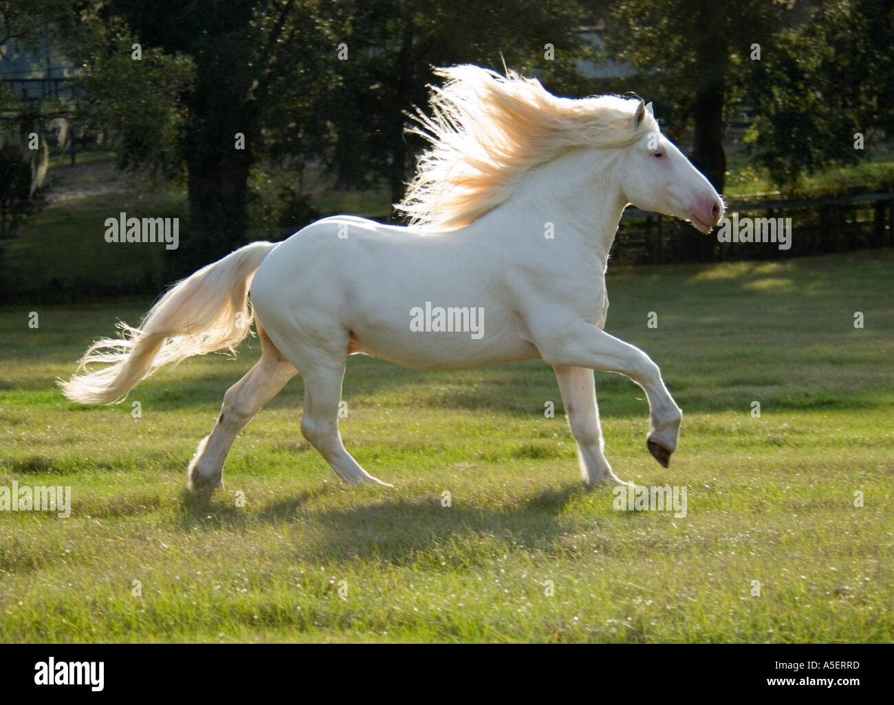 American White Draft Horse Stallion High Resolution Stock Photography ...