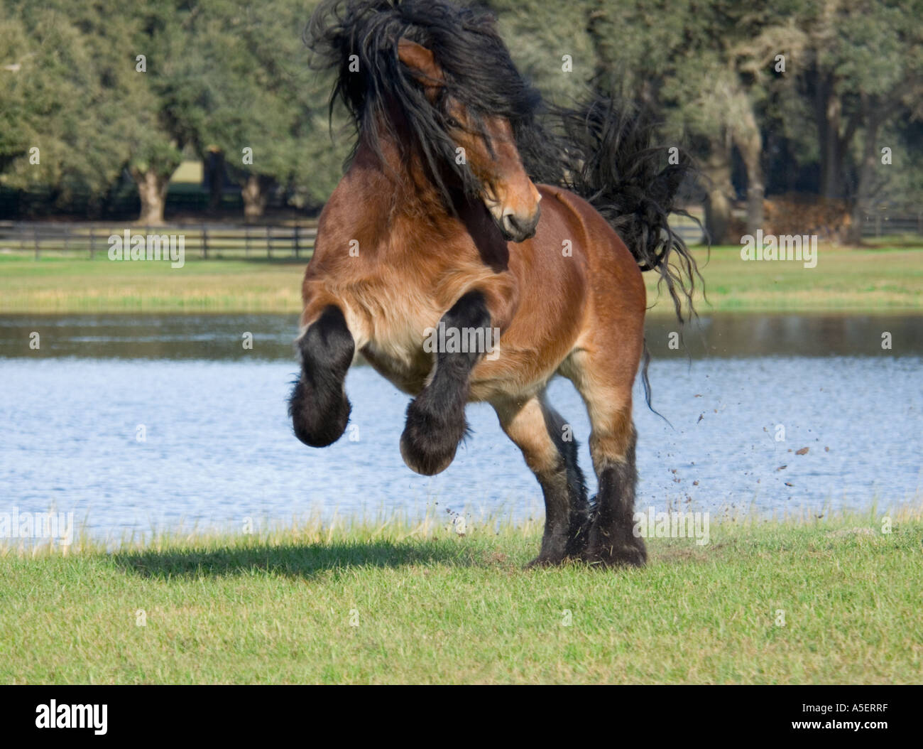 Water jump horse hi-res stock photography and images - Alamy