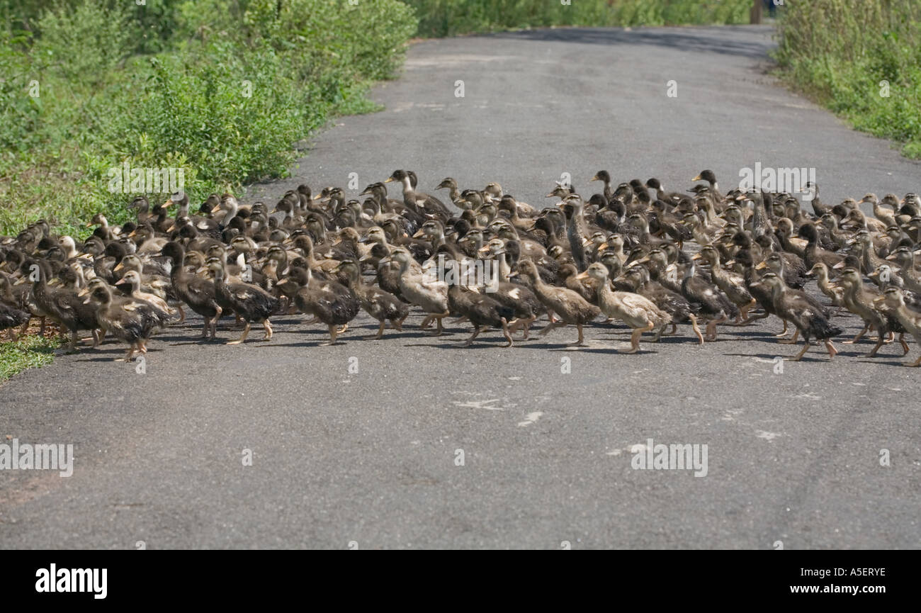 Ducks crossing the road Stock Photo - Alamy