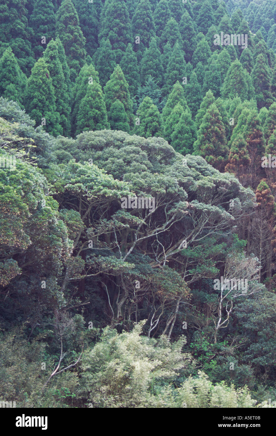 Deciduous and coniferous trees in Japan Stock Photo - Alamy