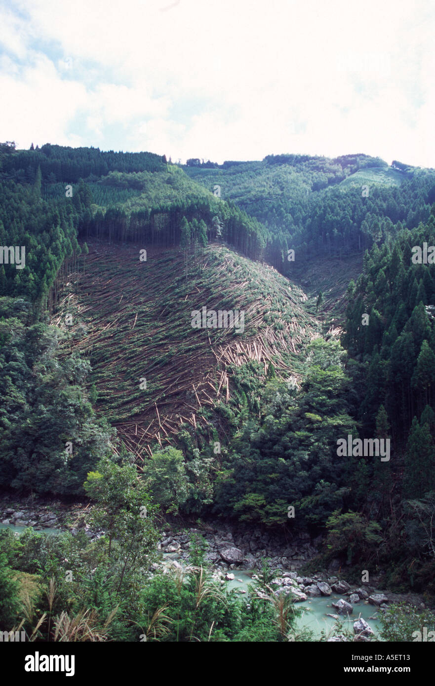 Japan sugi trees hi-res stock photography and images - Alamy