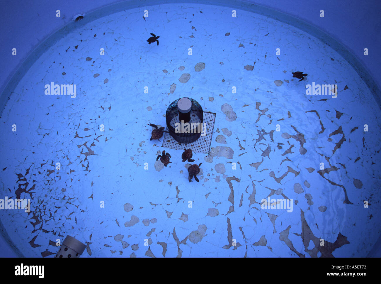 Captive baby turtles. Okinawa Japan Stock Photo - Alamy