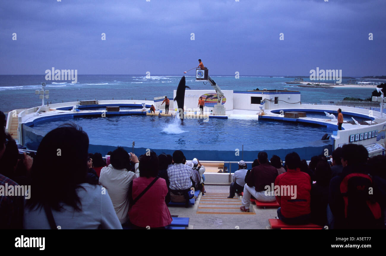 Captive dolphin show. Okinawa Japan Stock Photo - Alamy