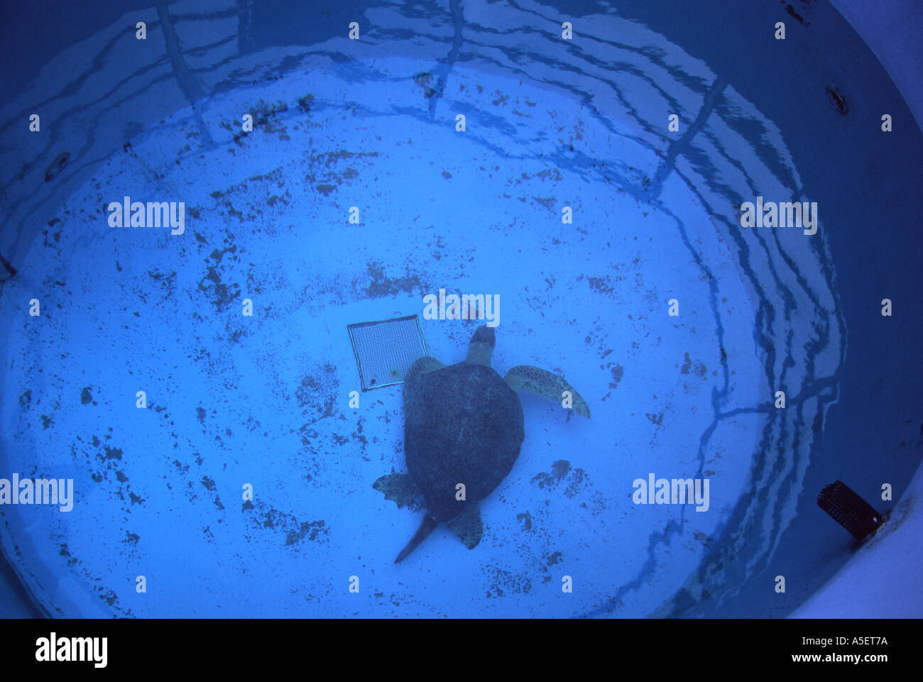 Sea turtle okinawa japan hi-res stock photography and images - Alamy