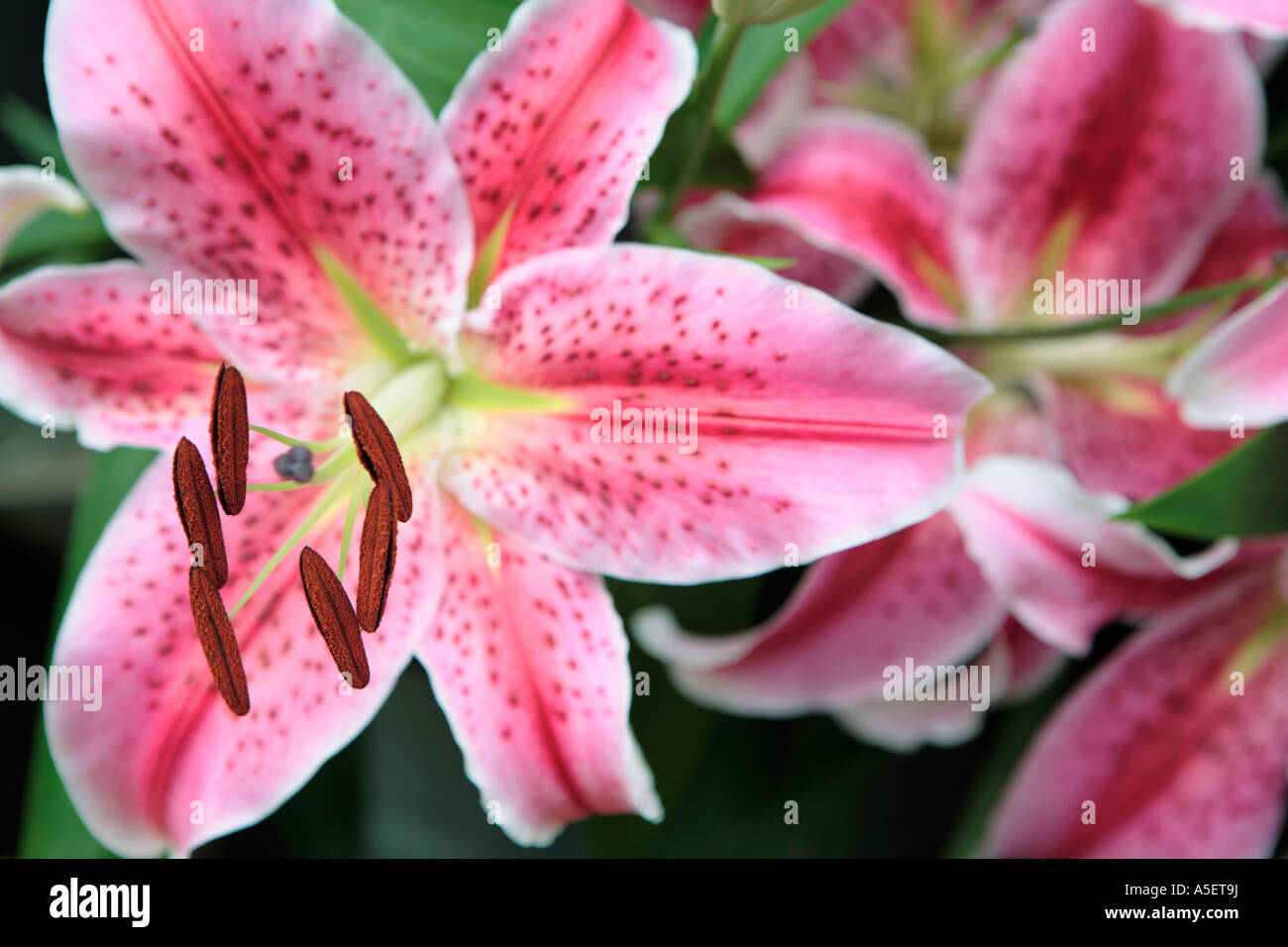 Close up of open Lily Flower Stock Photo - Alamy