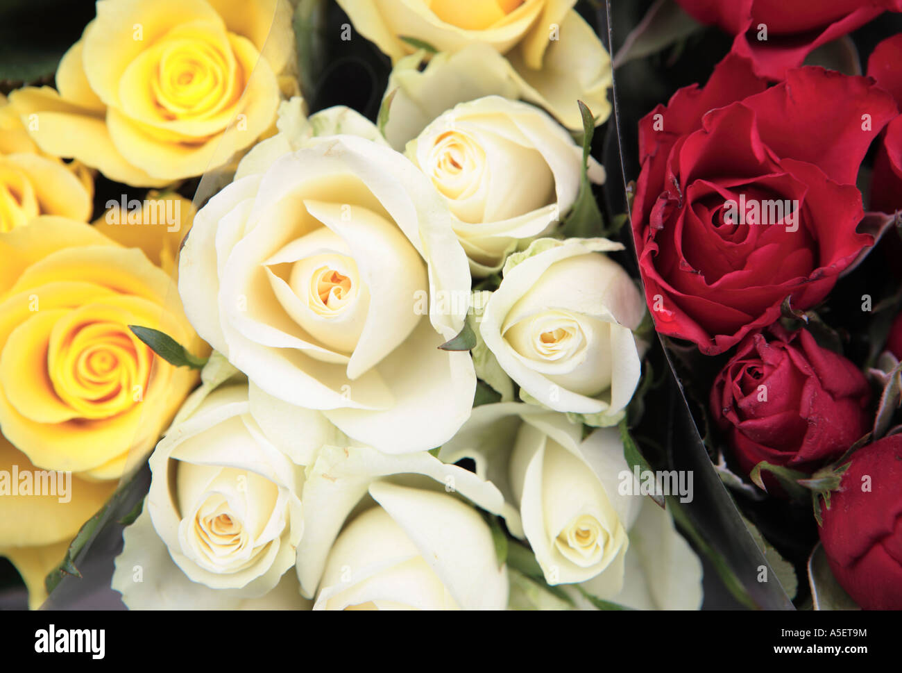 Close up of bunch of different coloured roses Stock Photo - Alamy