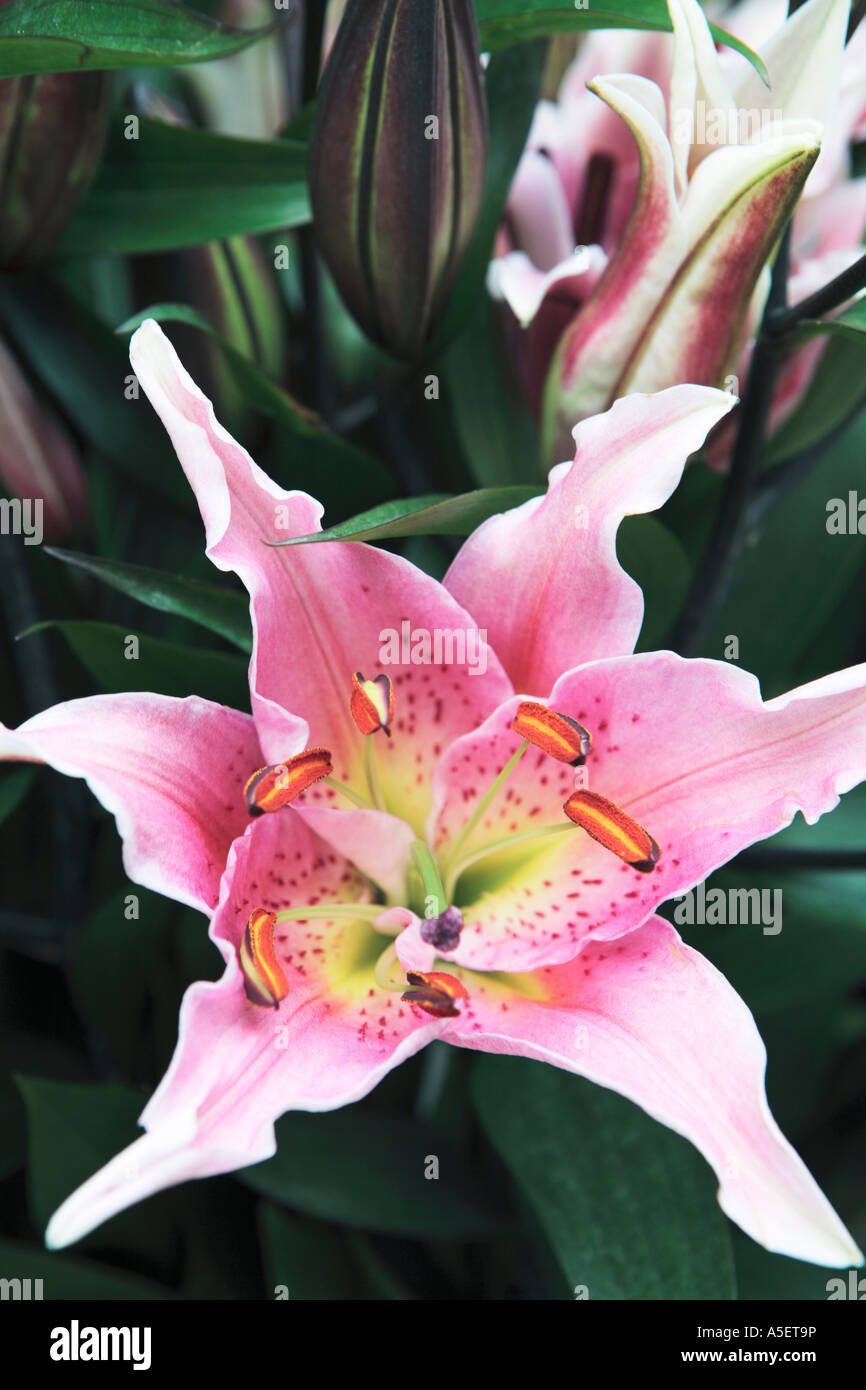 Close up of open Lily Flower Stock Photo - Alamy