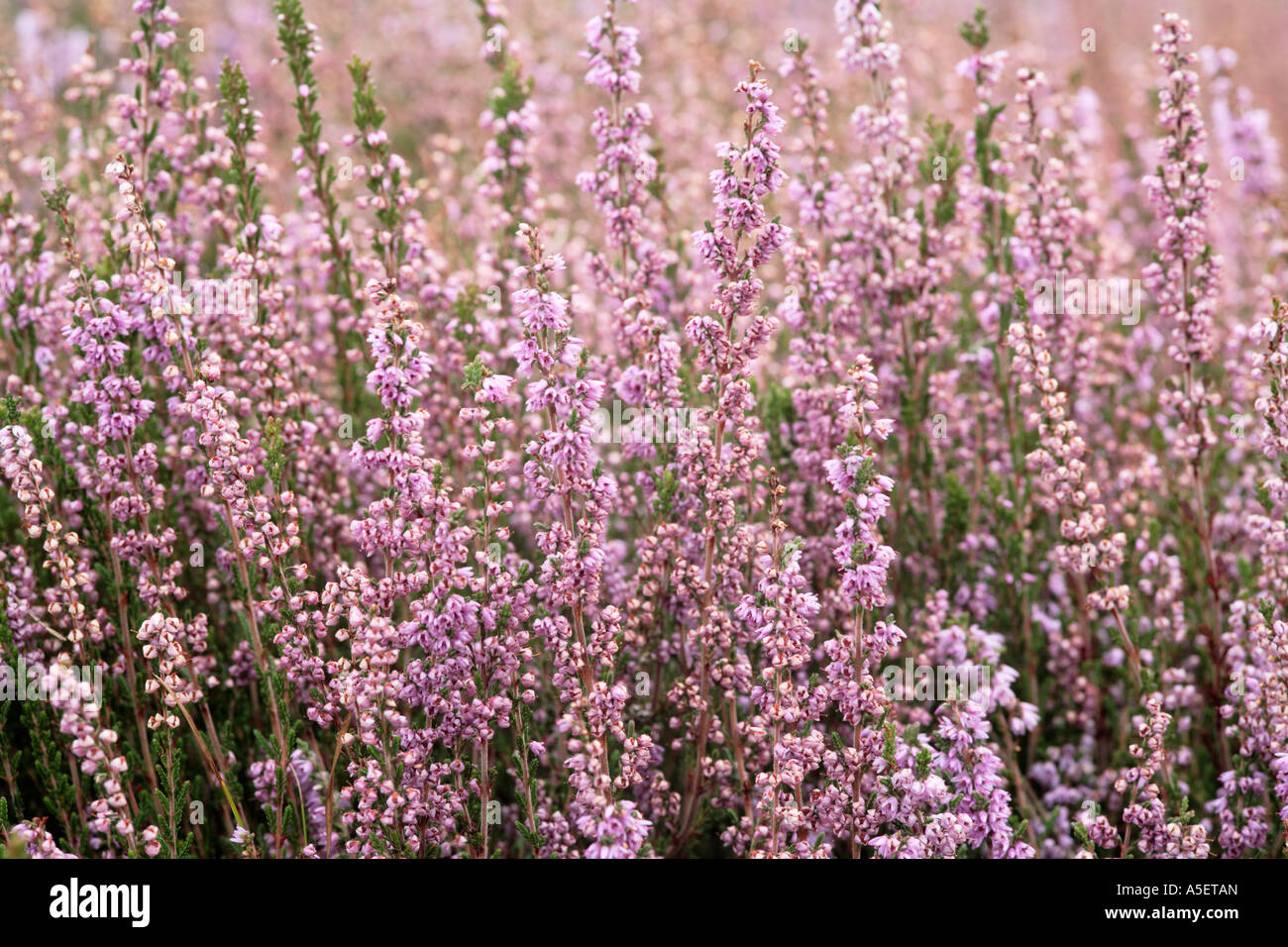 Field of pink heather Stock Photo - Alamy