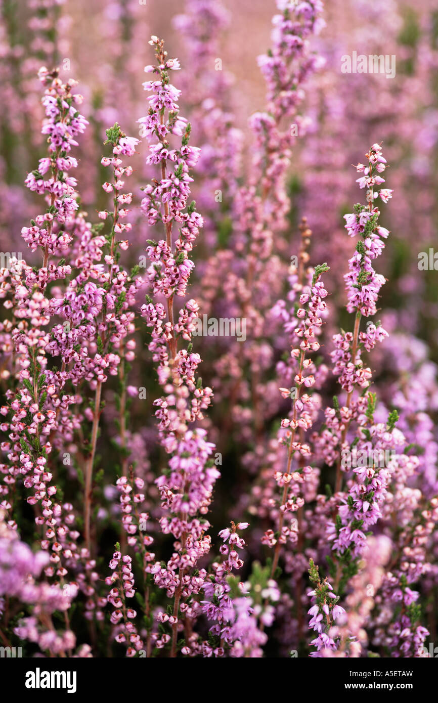 Field of pink heather Stock Photo - Alamy