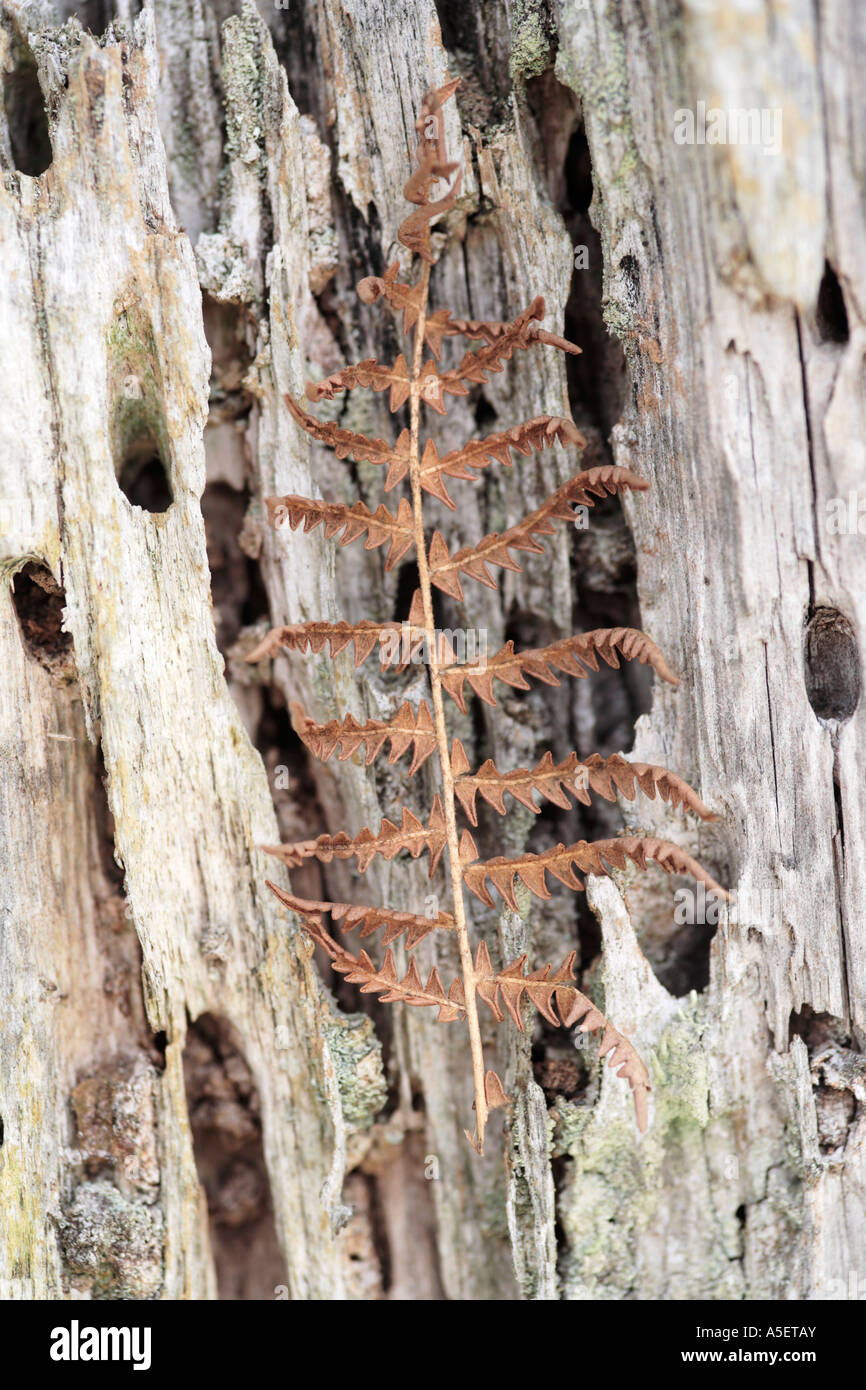 Dead fern on tree stump Stock Photo - Alamy