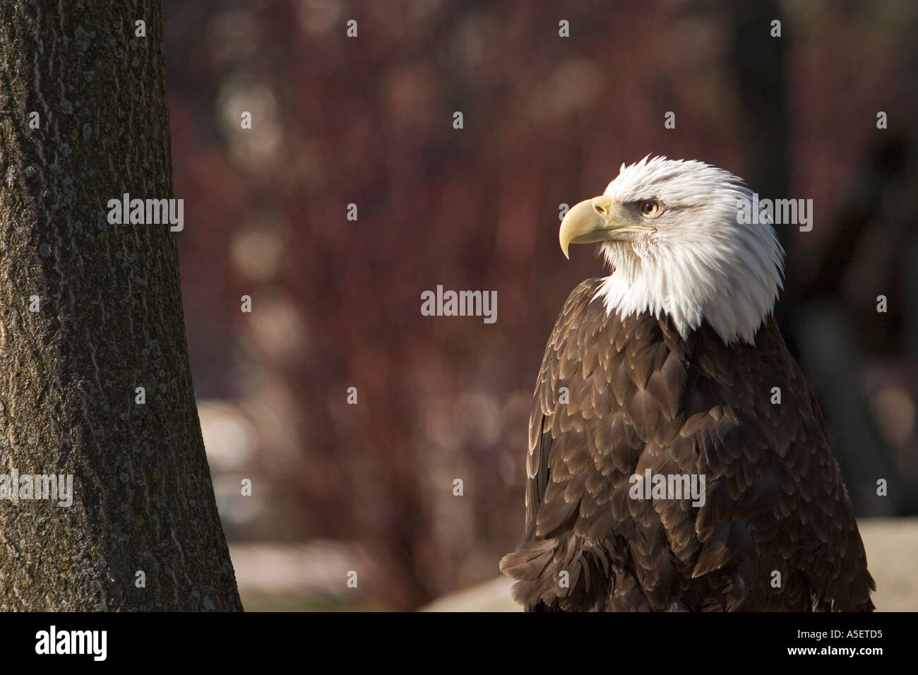Captive zoo predator symbol fierce hi-res stock photography and images ...