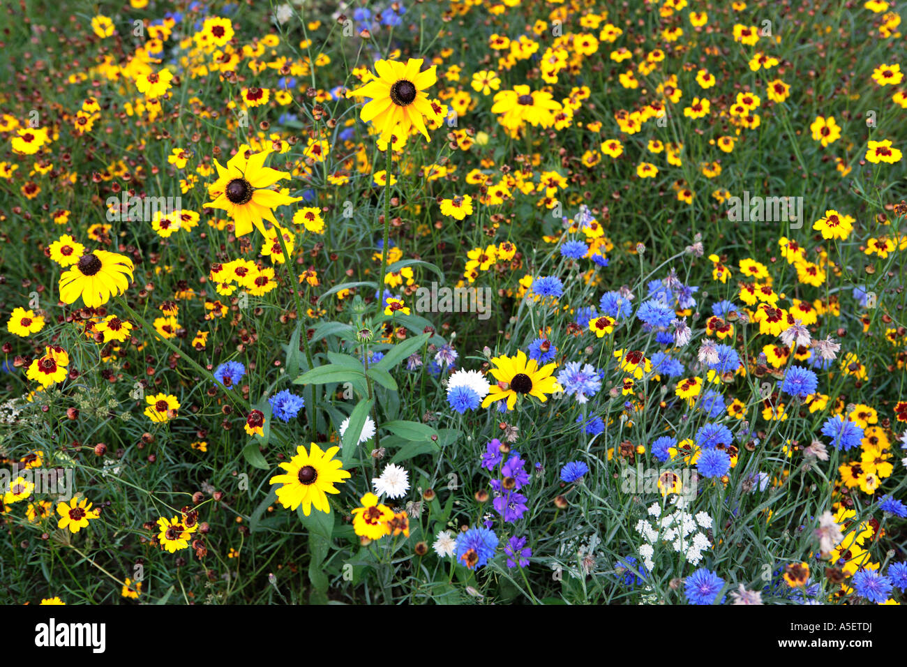 Mixed yellow and blue flowers in field Stock Photo - Alamy