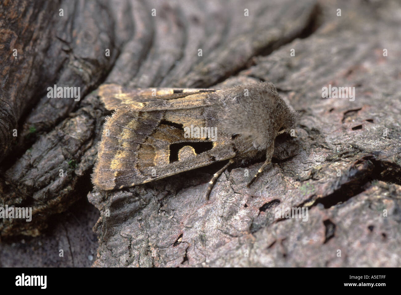 Hebrew Character Orthosia gothica Stock Photo - Alamy