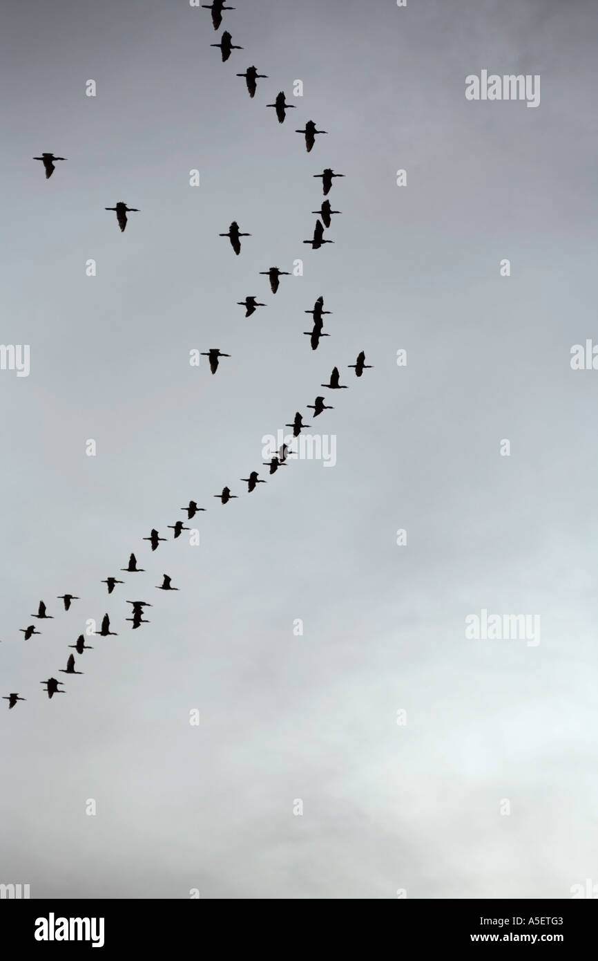 Flock of migrating birds Stock Photo - Alamy