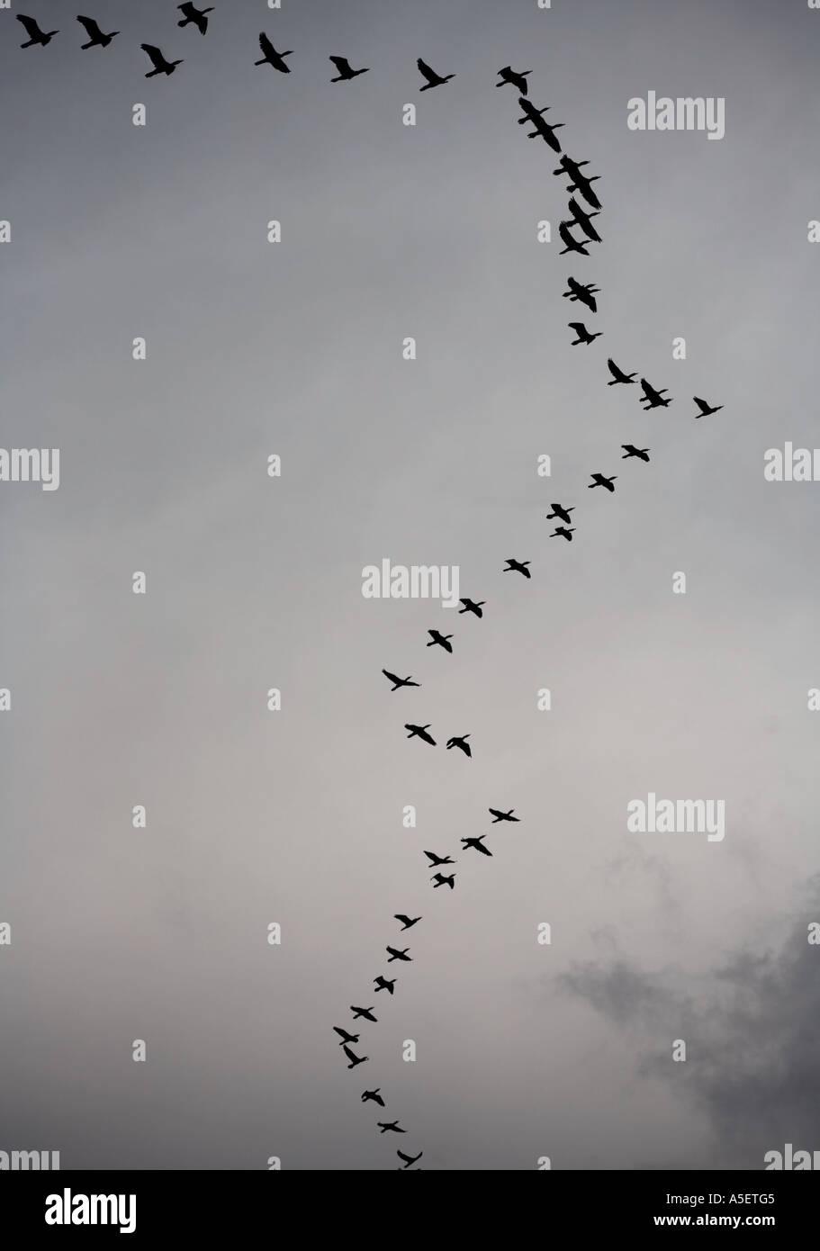 Flock of migrating birds Stock Photo - Alamy