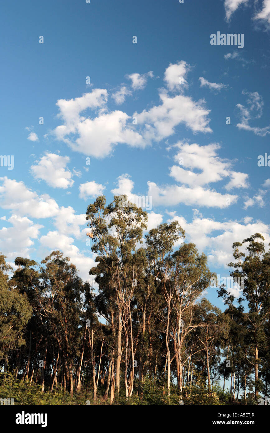 Group of Blue Gum Trees on Hill top Stock Photo - Alamy