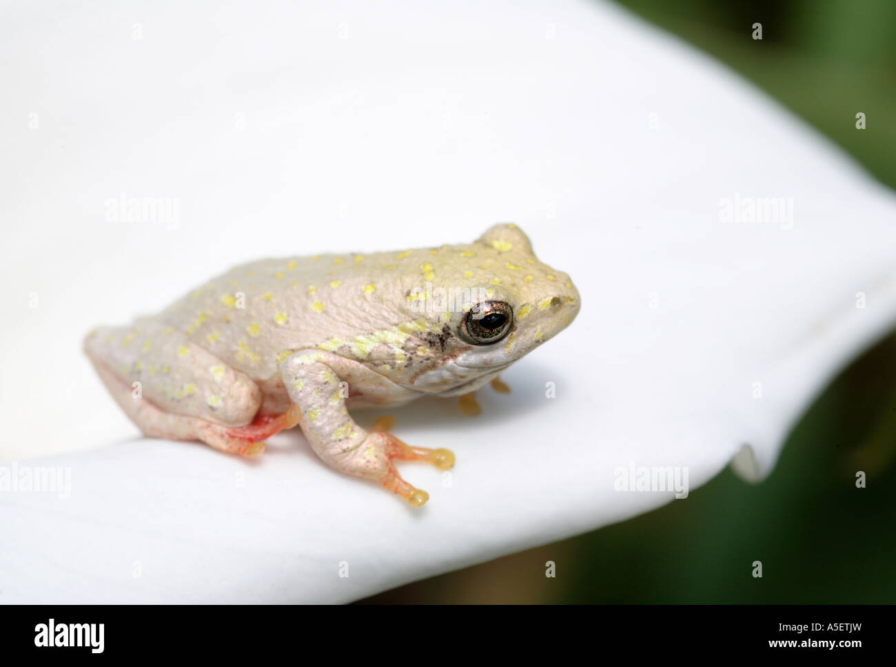 Floral frog hi-res stock photography and images - Alamy