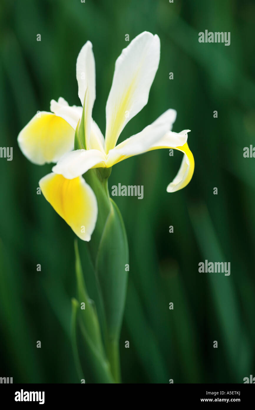 Yellow Iris Flower lush green background Stock Photo - Alamy