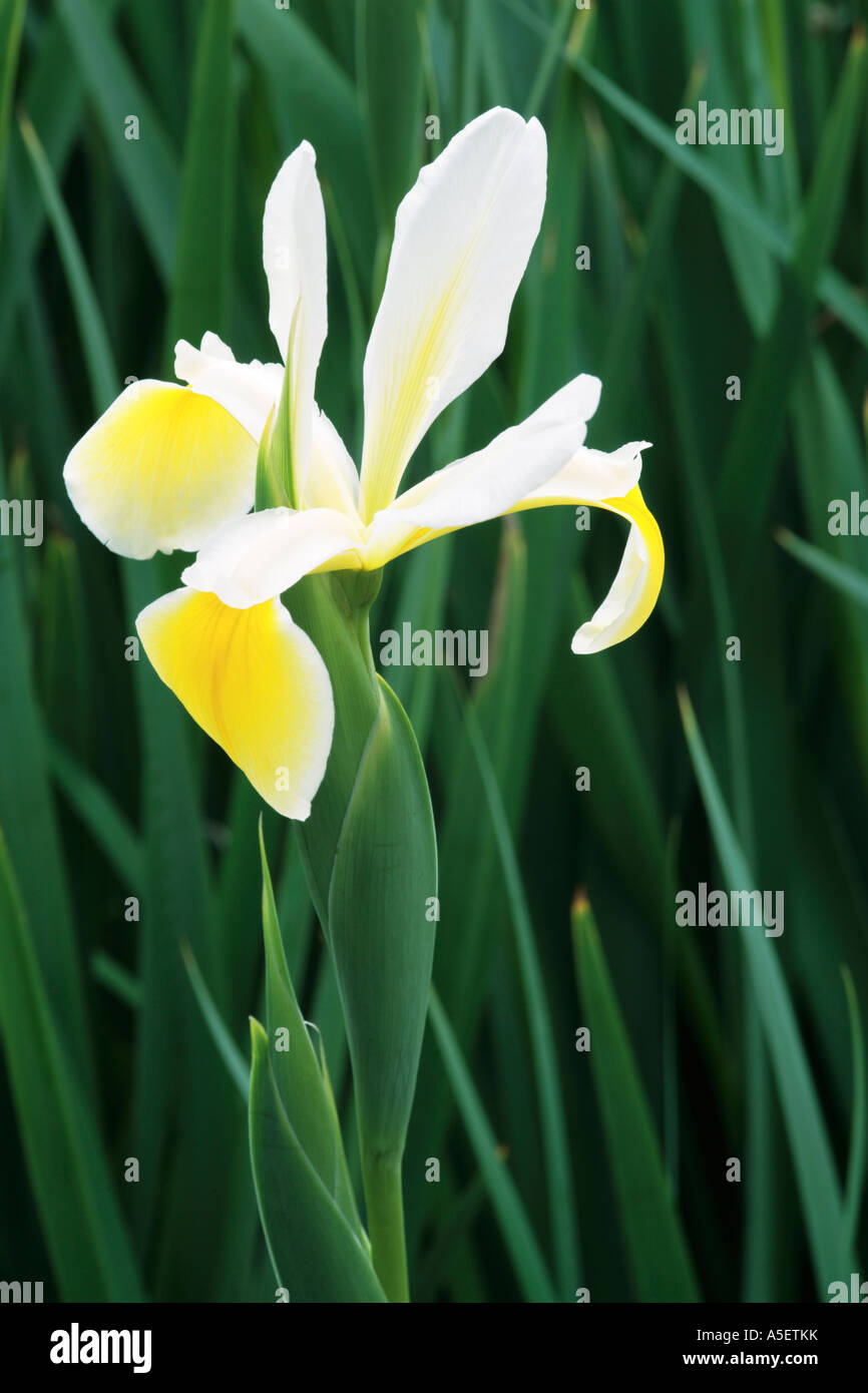 Yellow Iris Flower lush green background Stock Photo - Alamy