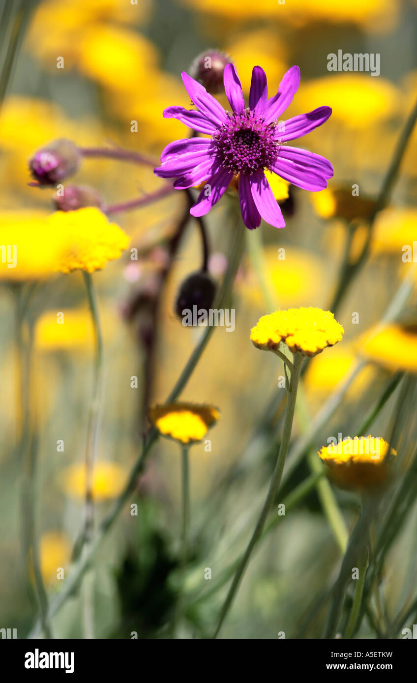 Purple daisy among yellow everlasting daisy flowers Stock Photo - Alamy