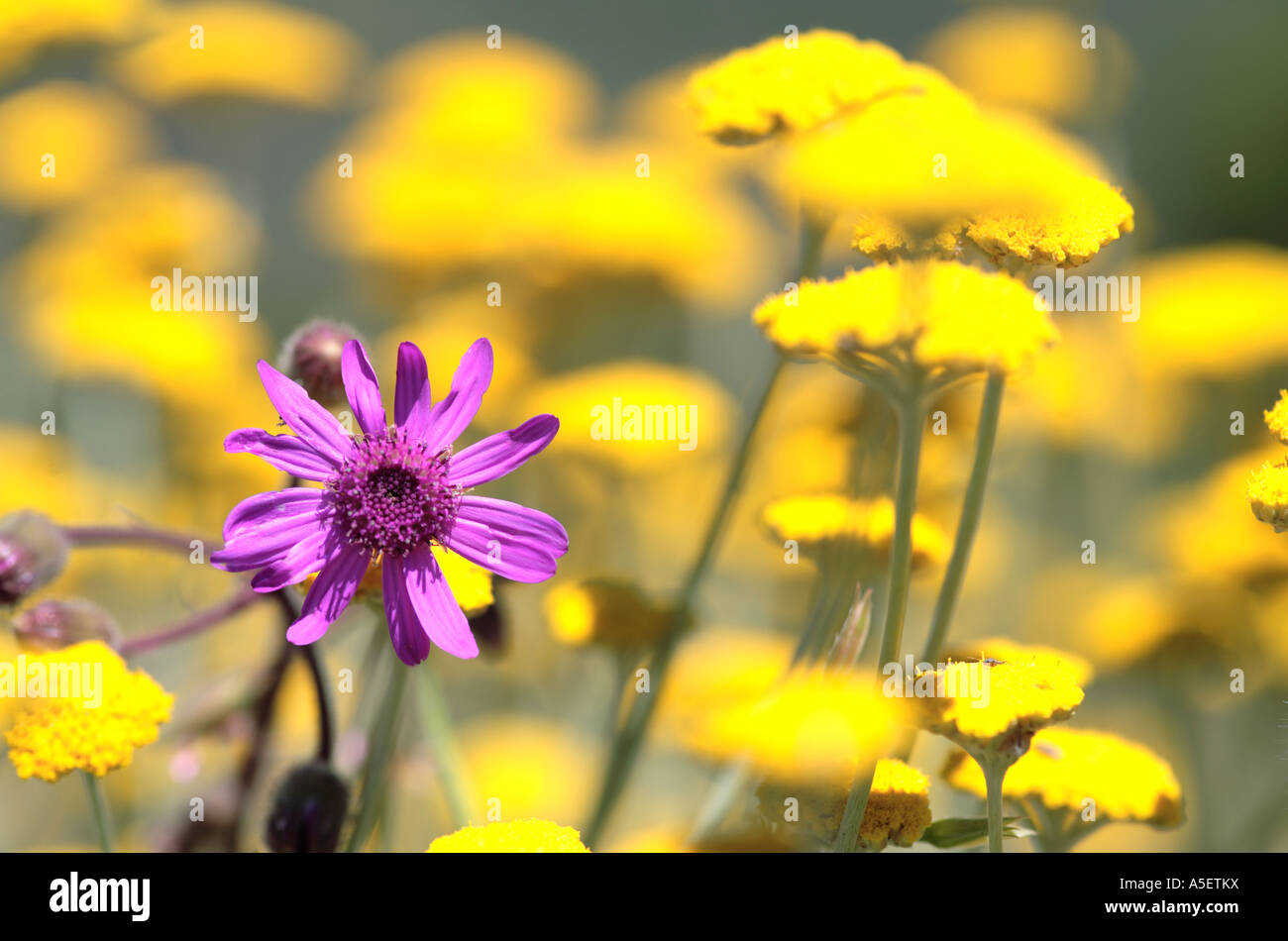 Purple daisy among yellow everlasting daisy flowers Stock Photo - Alamy