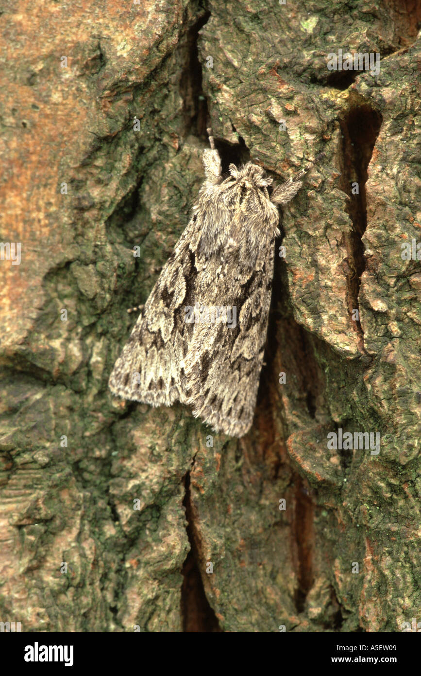 Early grey moth hi-res stock photography and images - Alamy