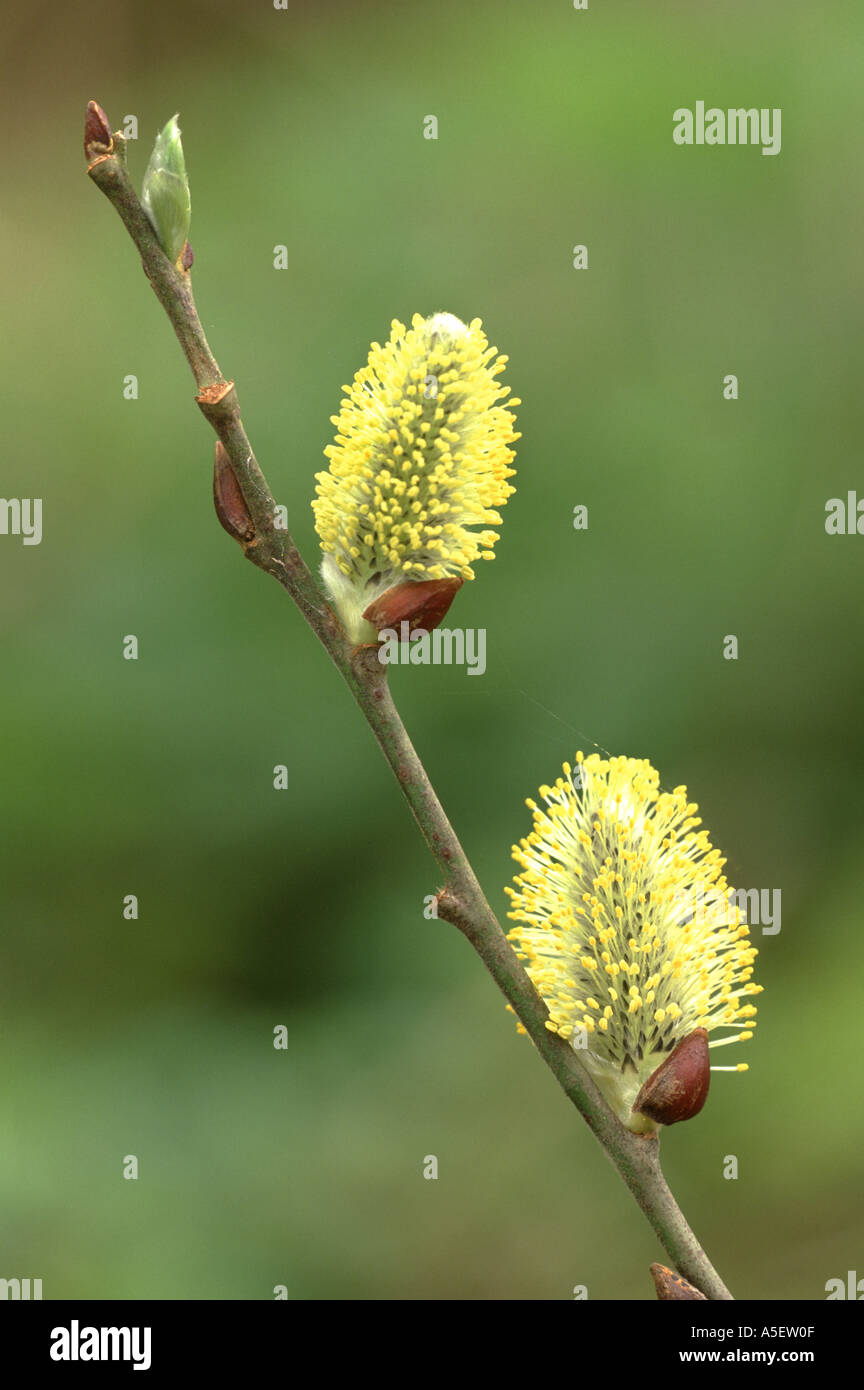Great Sallow Salix caprea Stock Photo - Alamy