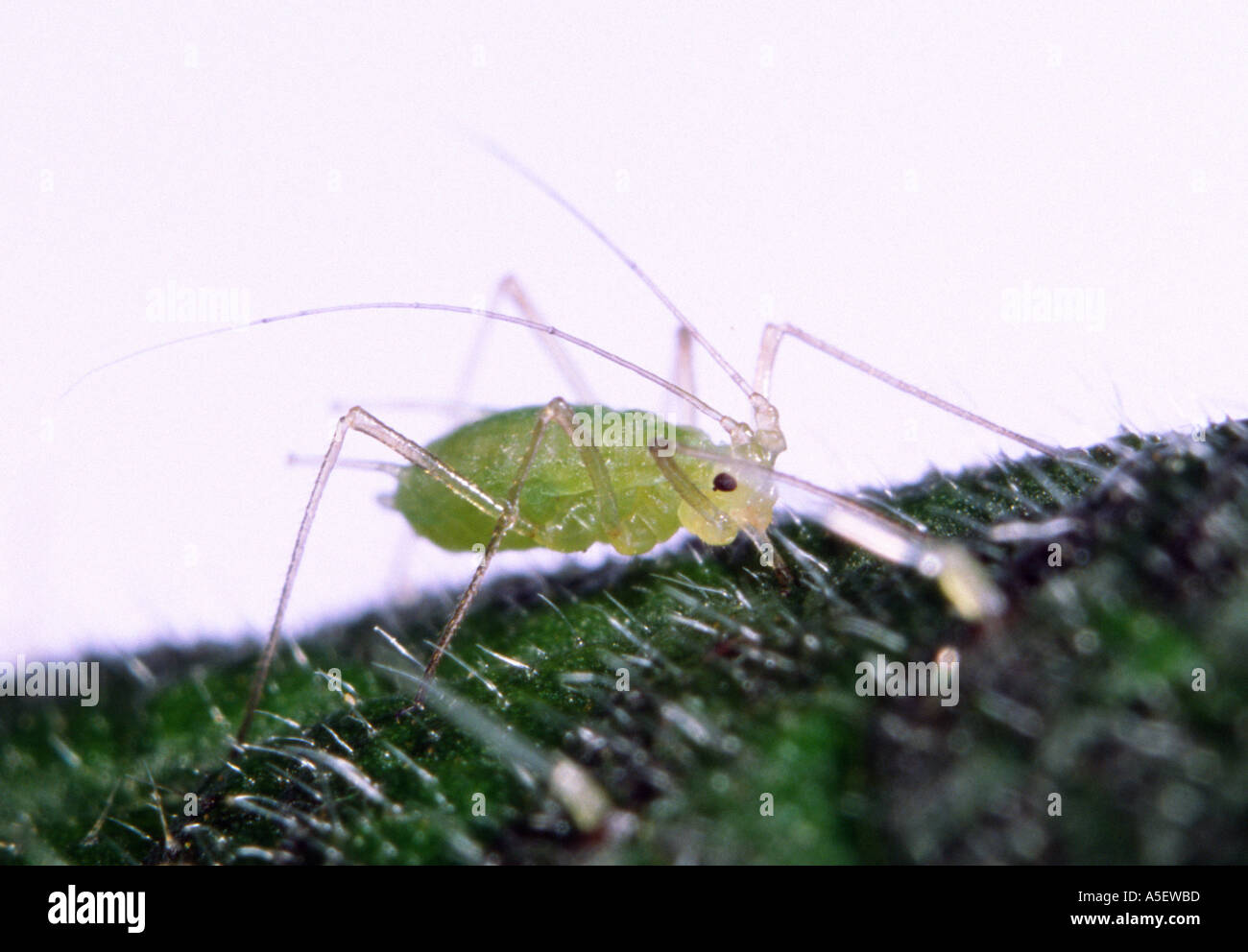 Greenfly spray hi-res stock photography and images - Alamy