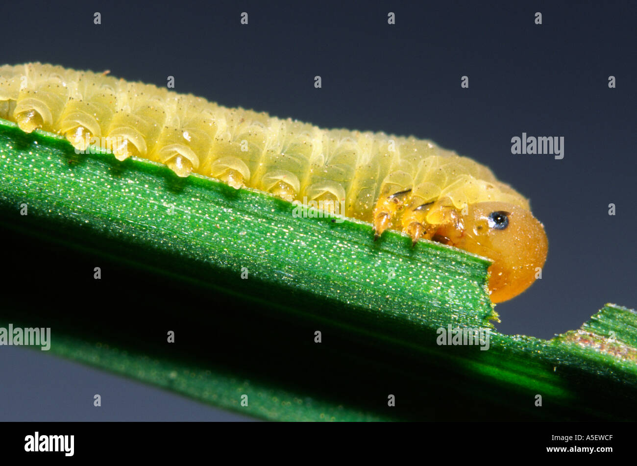 Meadow Brown larva Stock Photo - Alamy