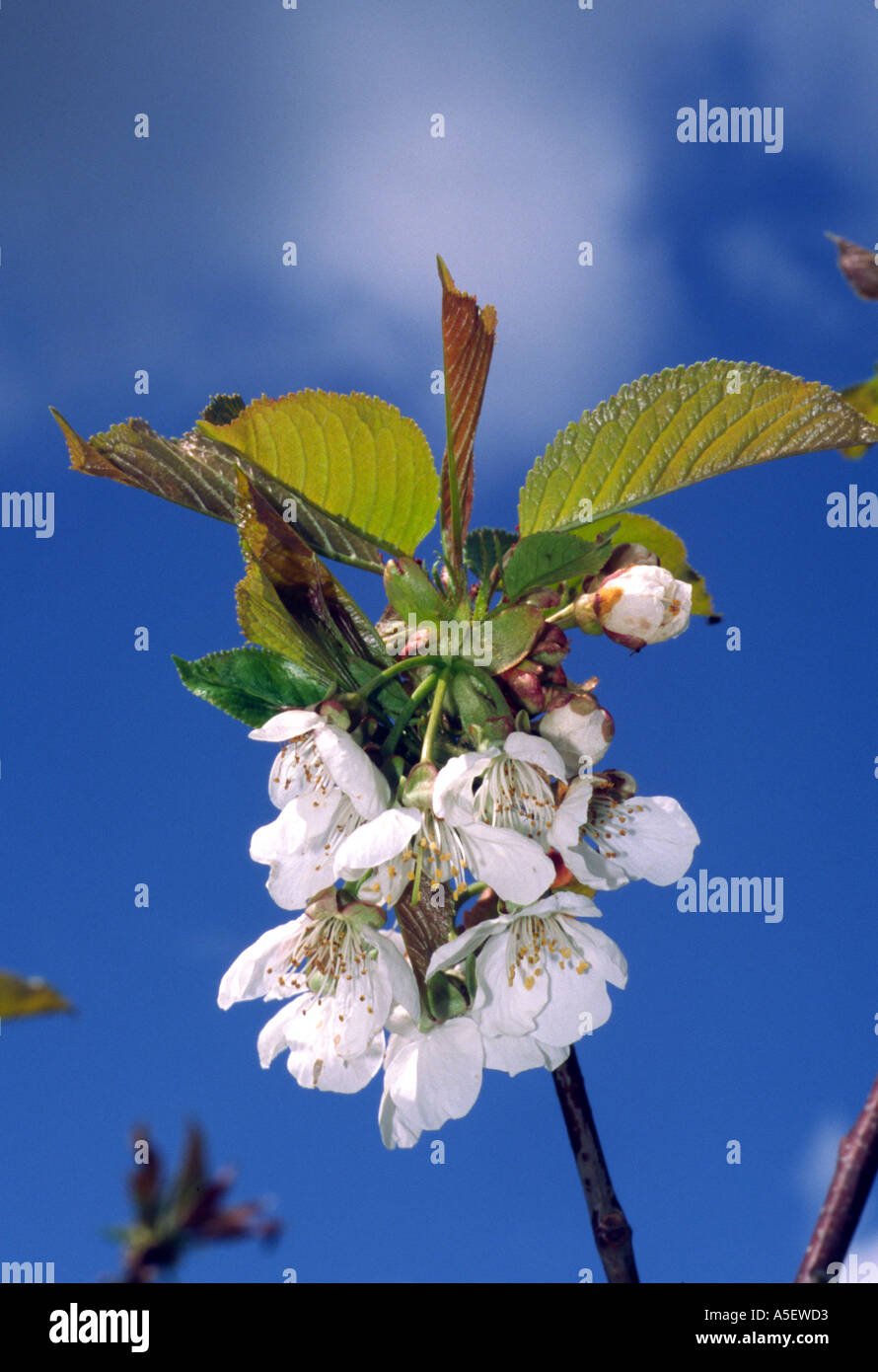 Cherry blossom var Merchant Stock Photo - Alamy