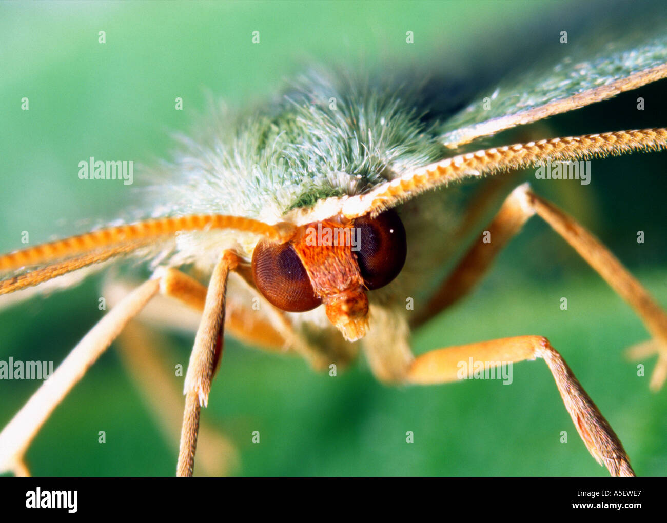 Moth face hi-res stock photography and images - Alamy