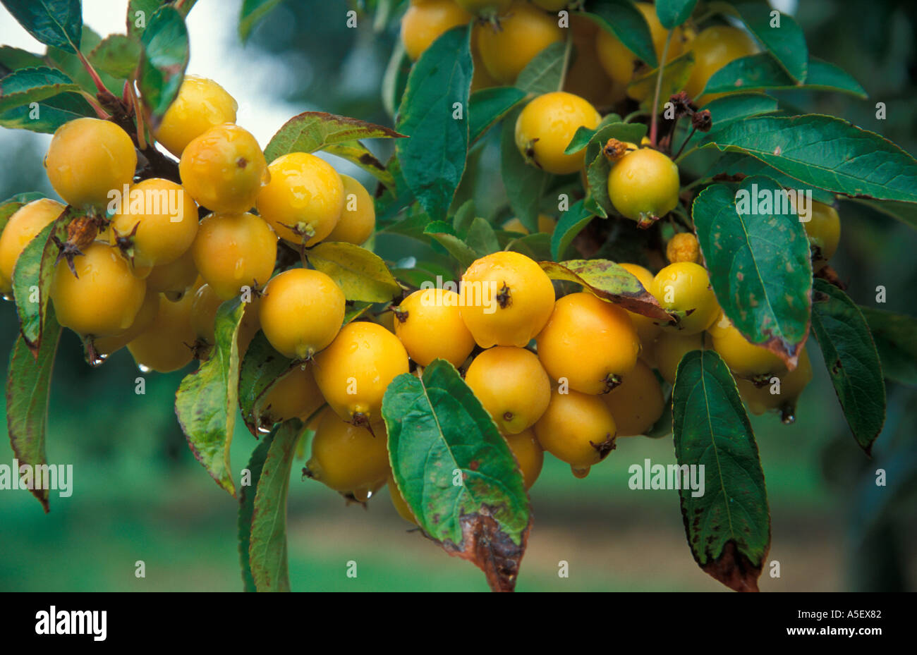 Crab apples ripening on the tree hi-res stock photography and images ...