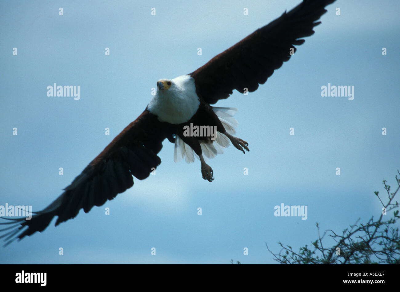 Fish beak talon hi-res stock photography and images - Alamy