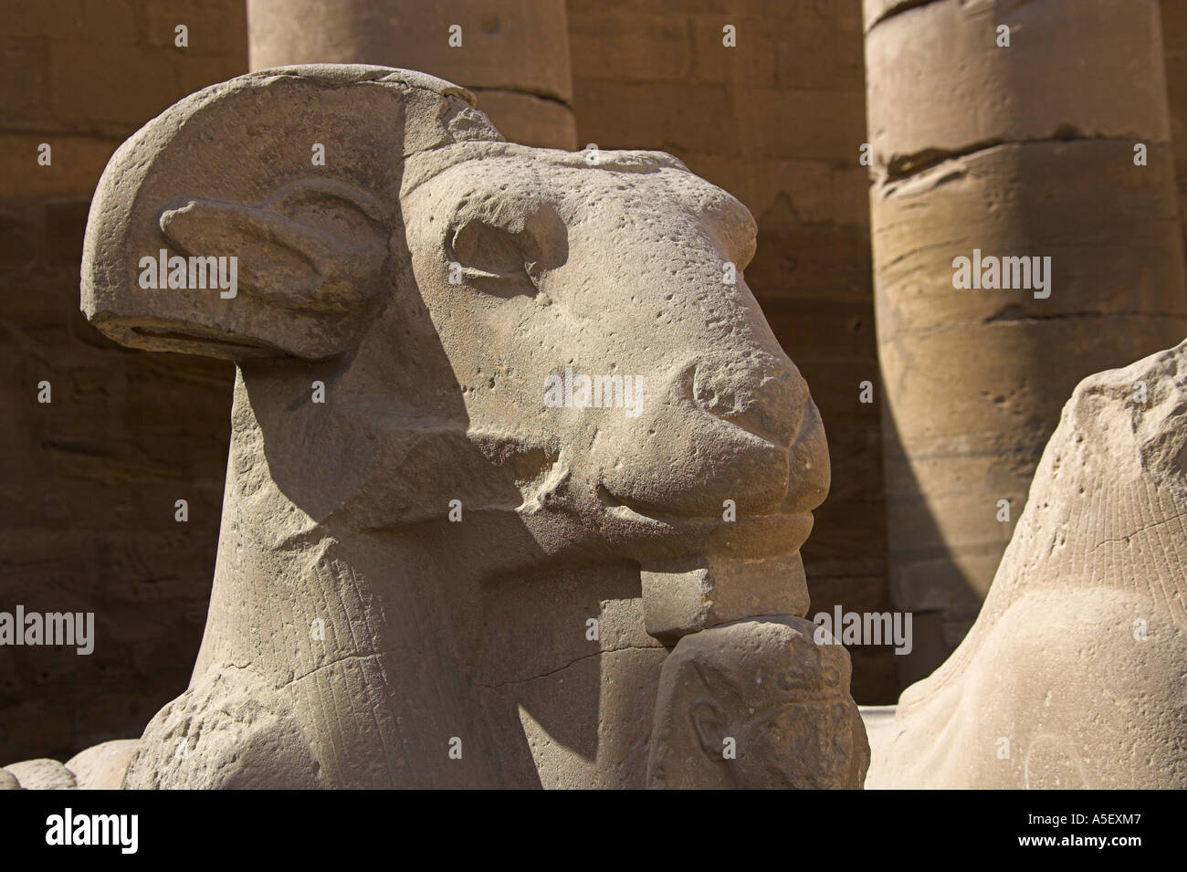 Ram Sphinx in the Temple of Karnak, Luxor, Egypt Stock Photo - Alamy