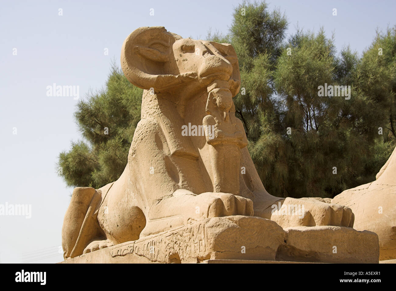 Ram Sphinx at the Entrance to the Temple of Karnak, Luxor, Egypt Stock ...
