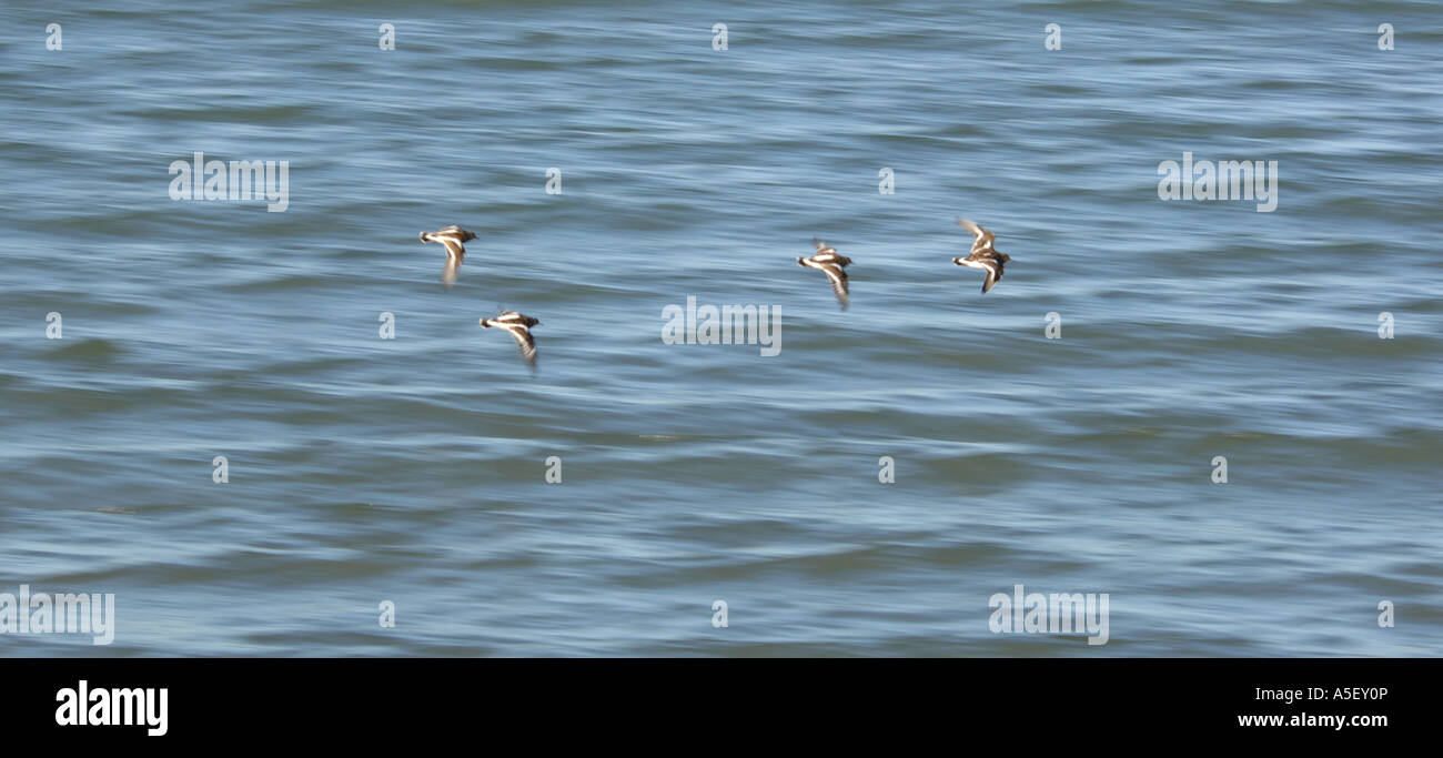 small sea birds fly over coastal sea Stock Photo - Alamy