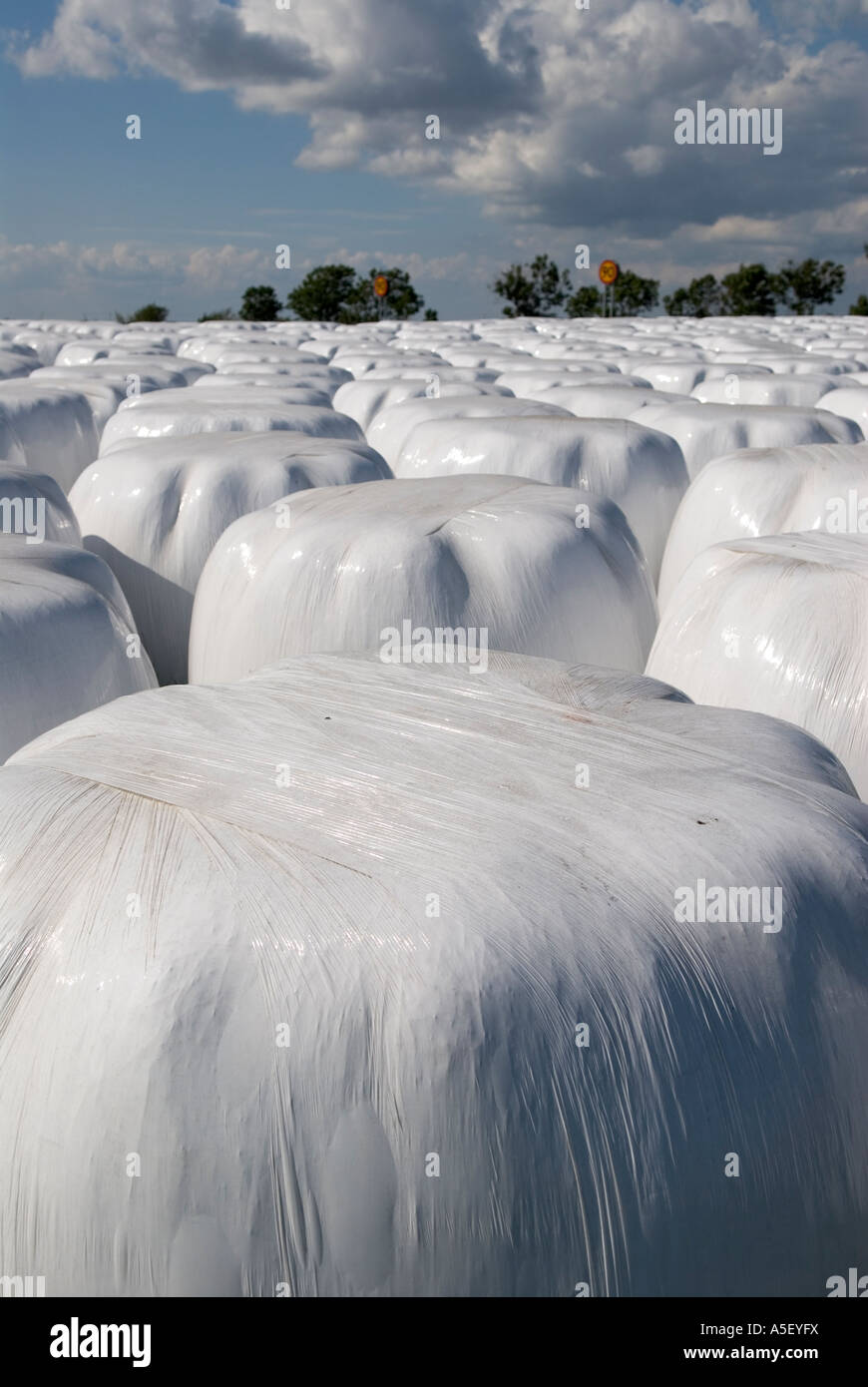 Hayrolls in plastic Stock Photo - Alamy