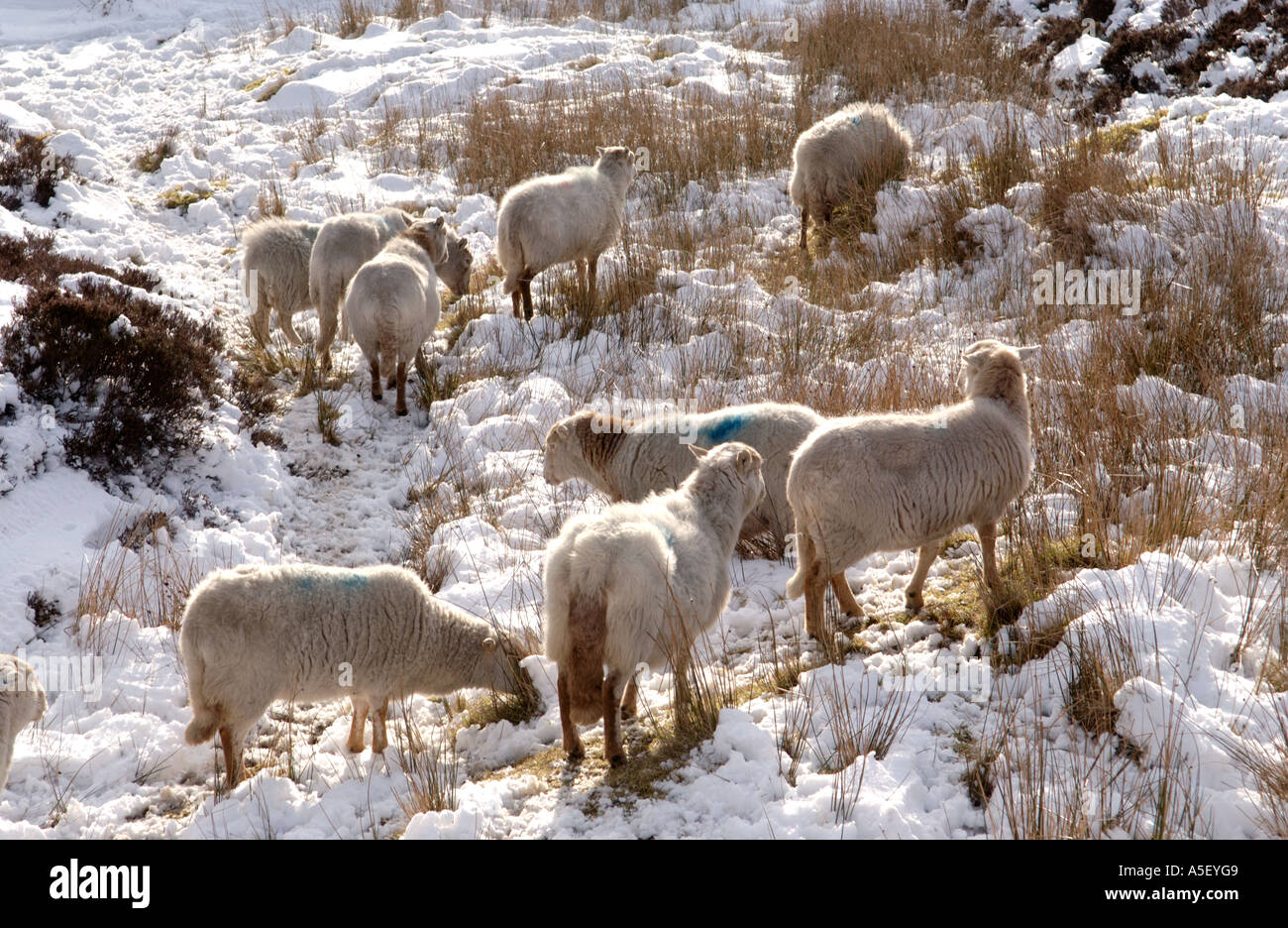 Sheep grazing on welsh hillside hi-res stock photography and images - Alamy