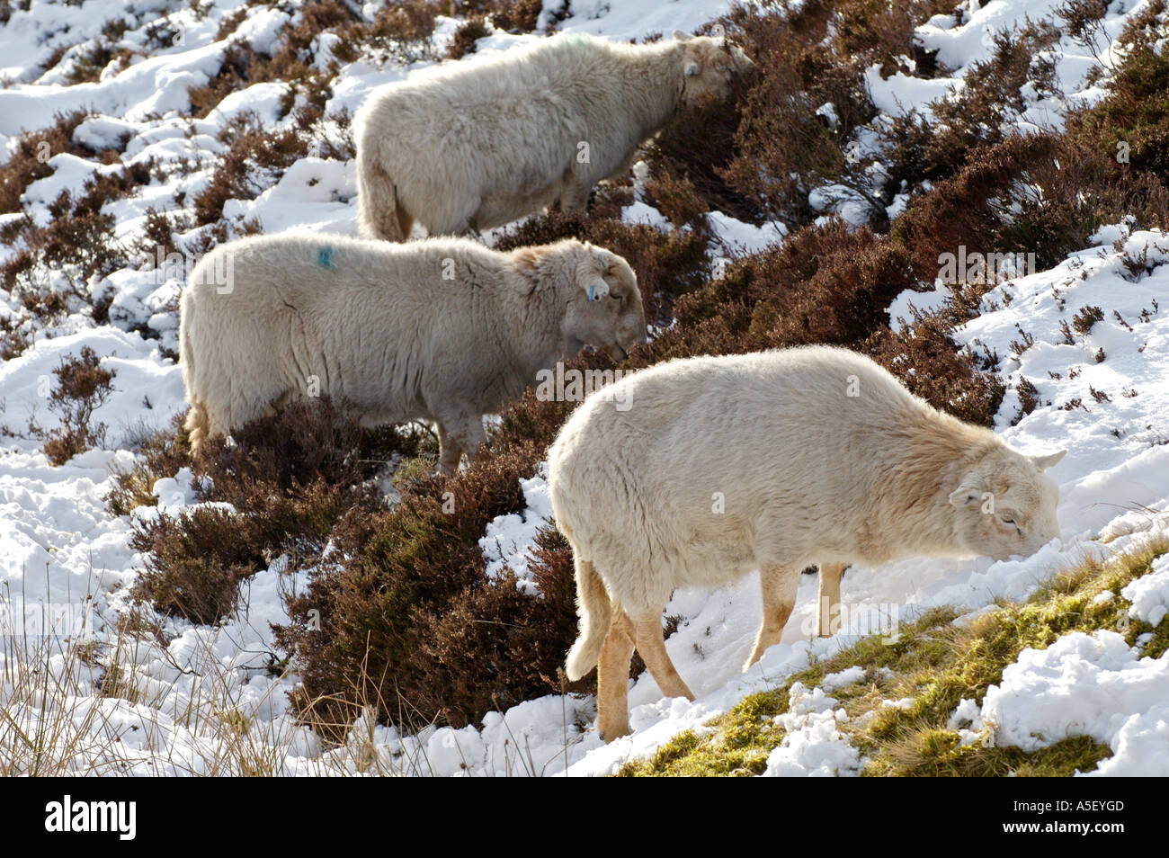 Sheep foraging for food under snow in Brecon Beacons National Park ...