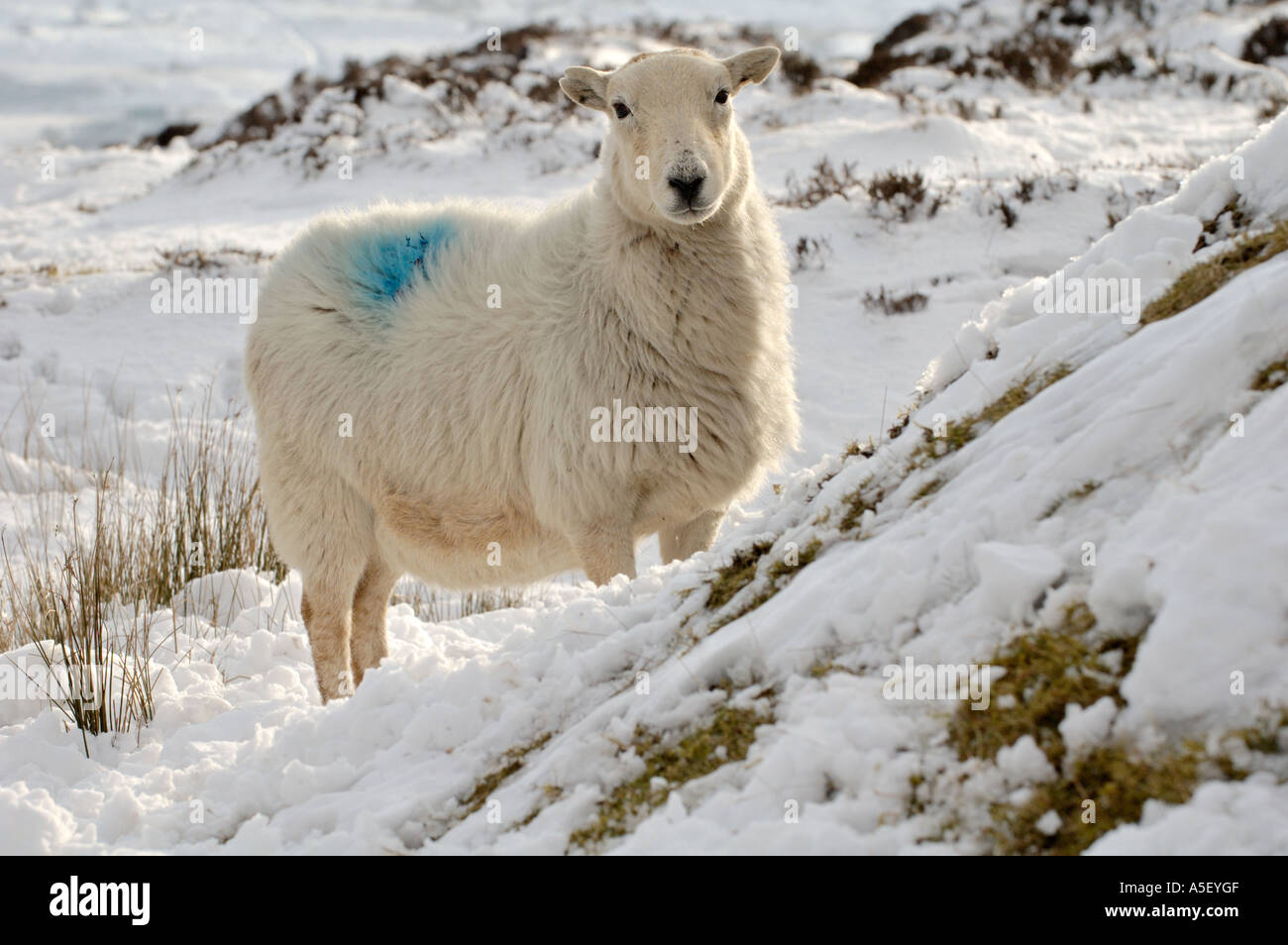 Flock of sheep forage for food in winter on snow covered mountainside ...