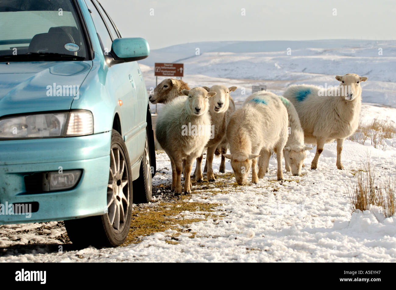 Sheep shelter on lee side of car from bitterly cold wind and snow in ...