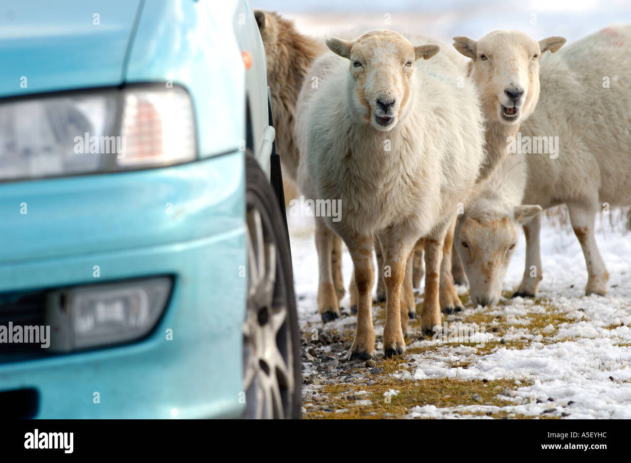 Sheep shelter on lee side of car from bitterly cold wind and snow in ...