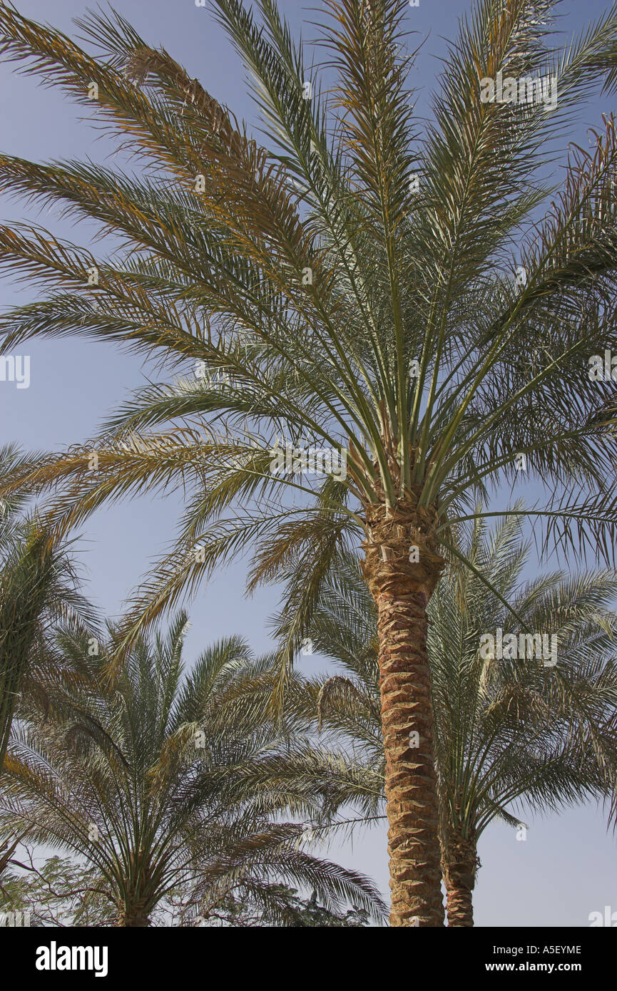 Egyptian palm trees hi-res stock photography and images - Alamy