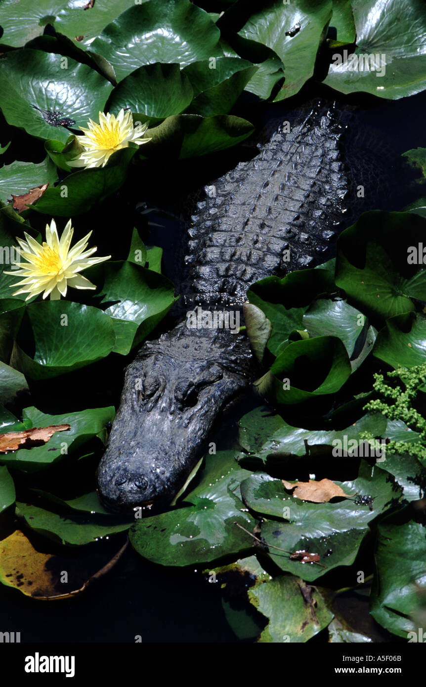 Alligator Mississipiensis swimming amongst lotus pads in a pool in a ...
