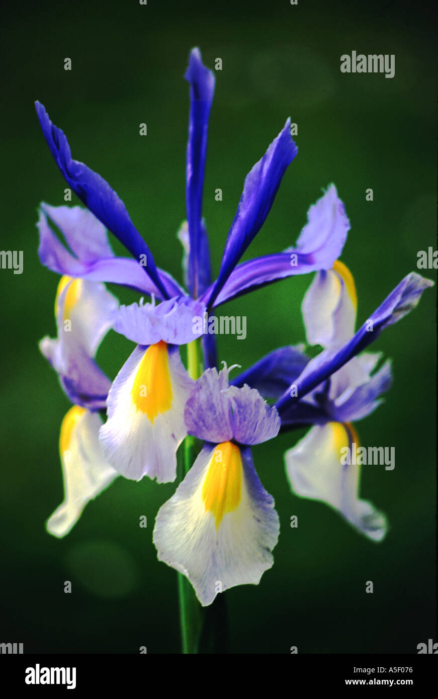 Iris in bloom Stock Photo - Alamy