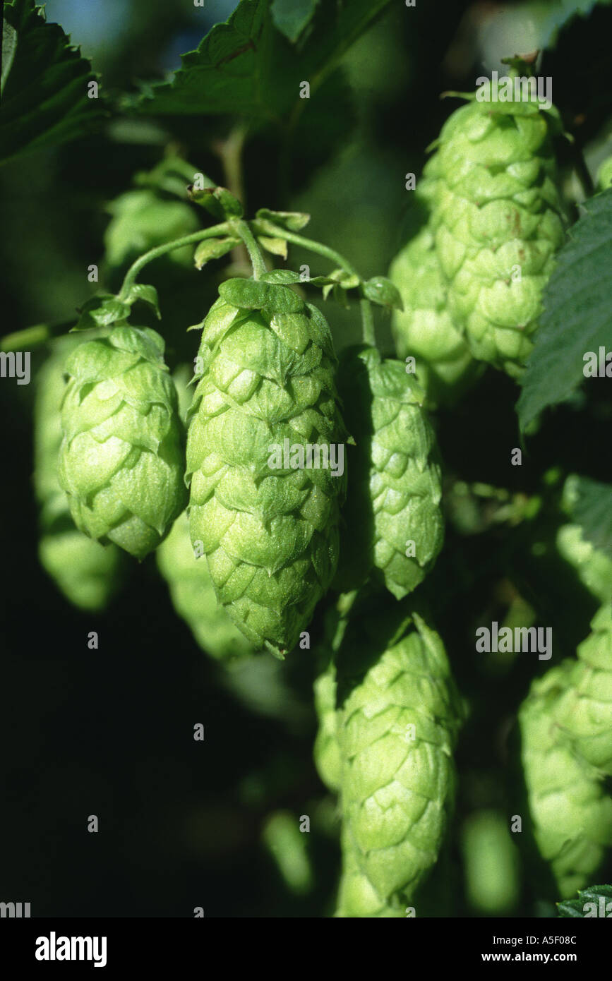Hop flowers hi-res stock photography and images - Alamy