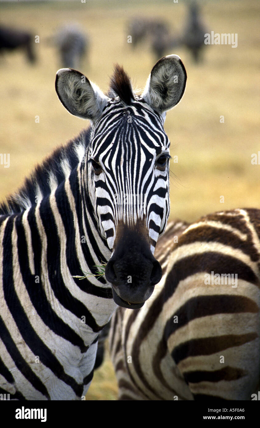 Zebra looking into camera Stock Photo - Alamy